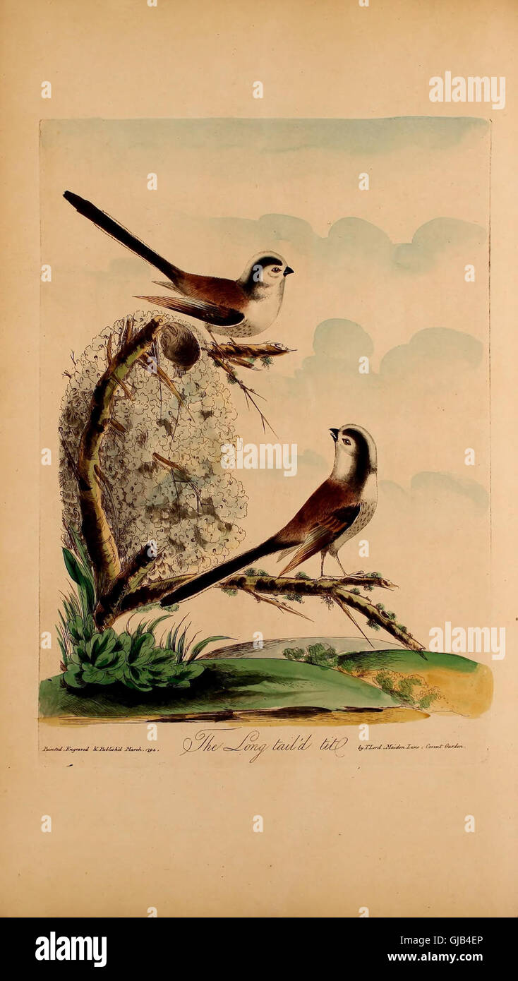 'Lord's Entire New System of Ornithology' presents a detailed study of ...