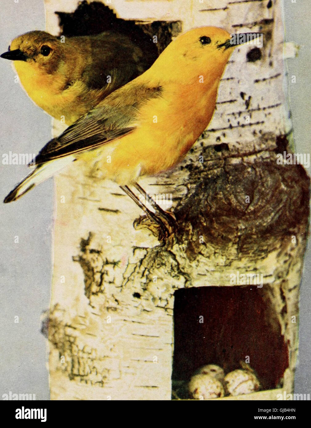 'Birds and Nature' (1897) is a publication dedicated to the study of ...