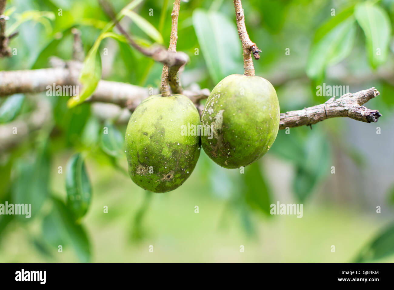 Spondias dulcis, known commonly as ambarella Stock Photo - Alamy