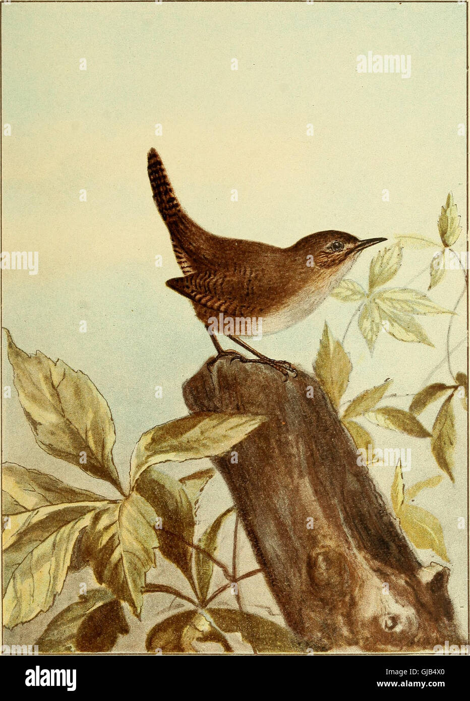 An illustration from 'Bird-life; A Guide to the Study of Our Common ...
