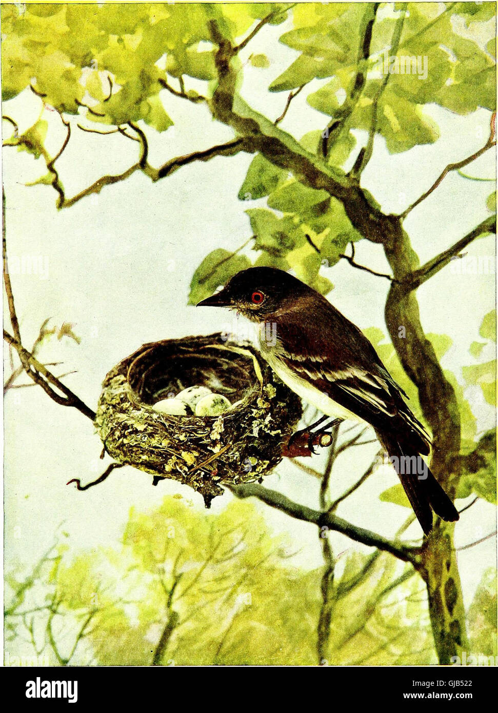 Bird studies for home and school hi-res stock photography and images ...