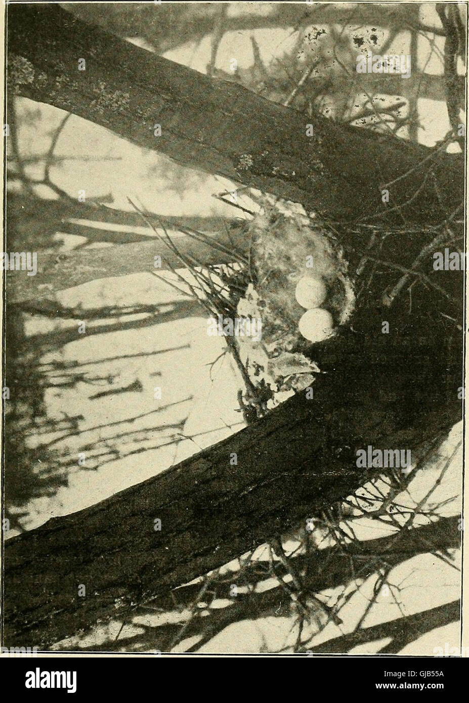 The OC3B6logist for the student of birds, their nests and eggs (1915 ...