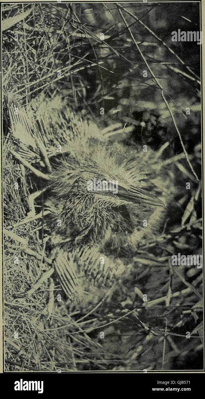 The OC3B6logist for the student of birds, their nests and eggs (1912 ...