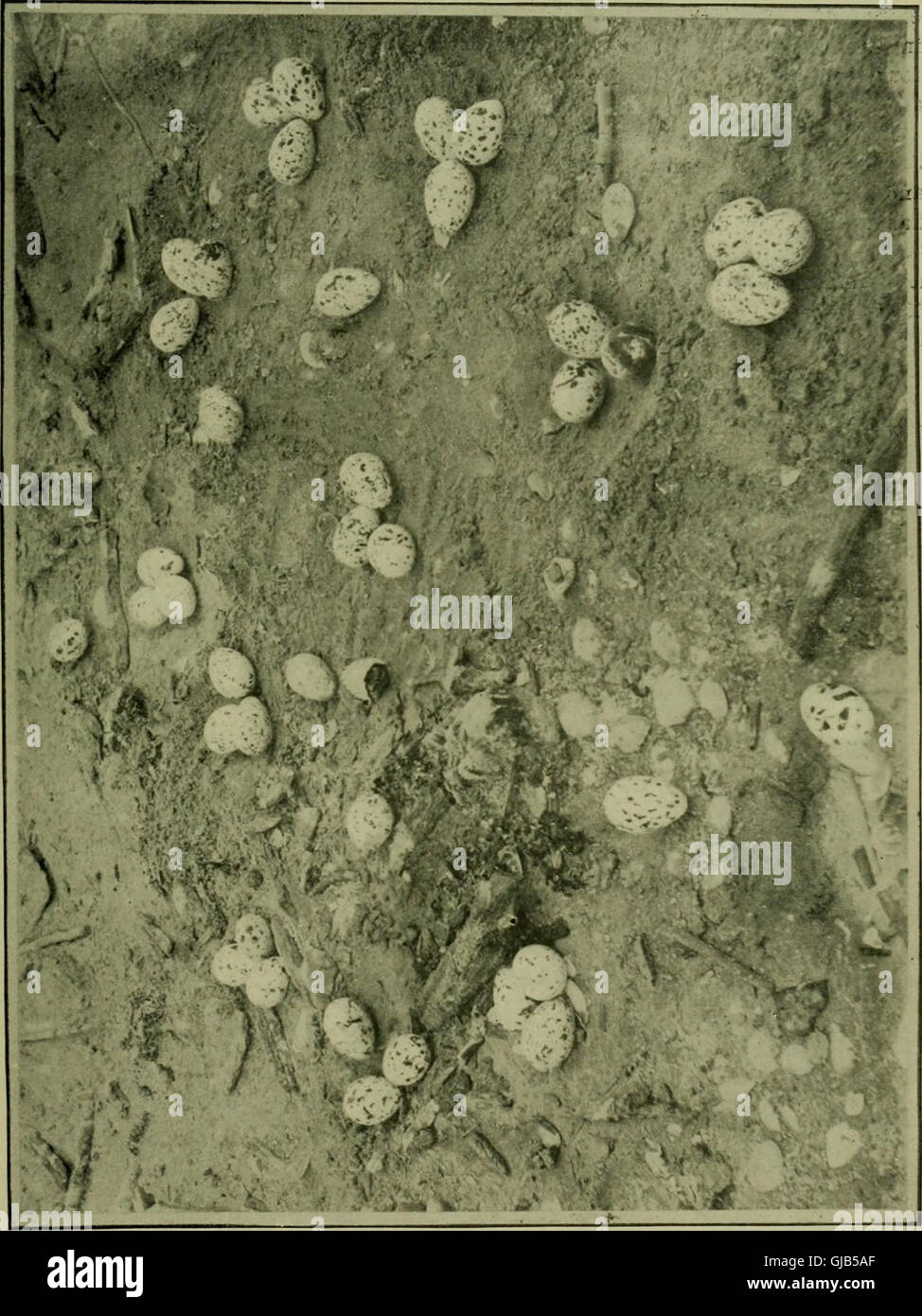 *The Oologist for the Student of Birds, Their Nests and Eggs* (1923) is ...