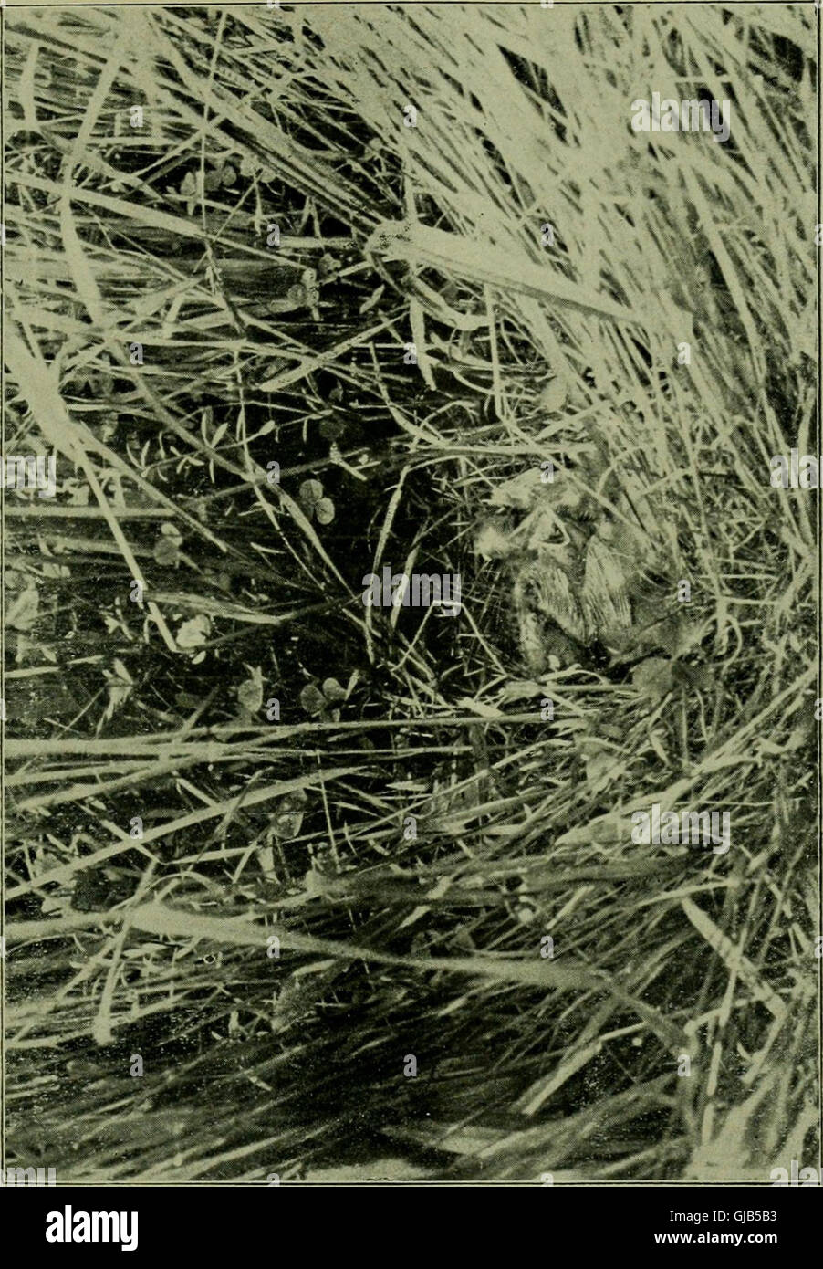 The OC3B6logist for the student of birds, their nests and eggs (1912 ...
