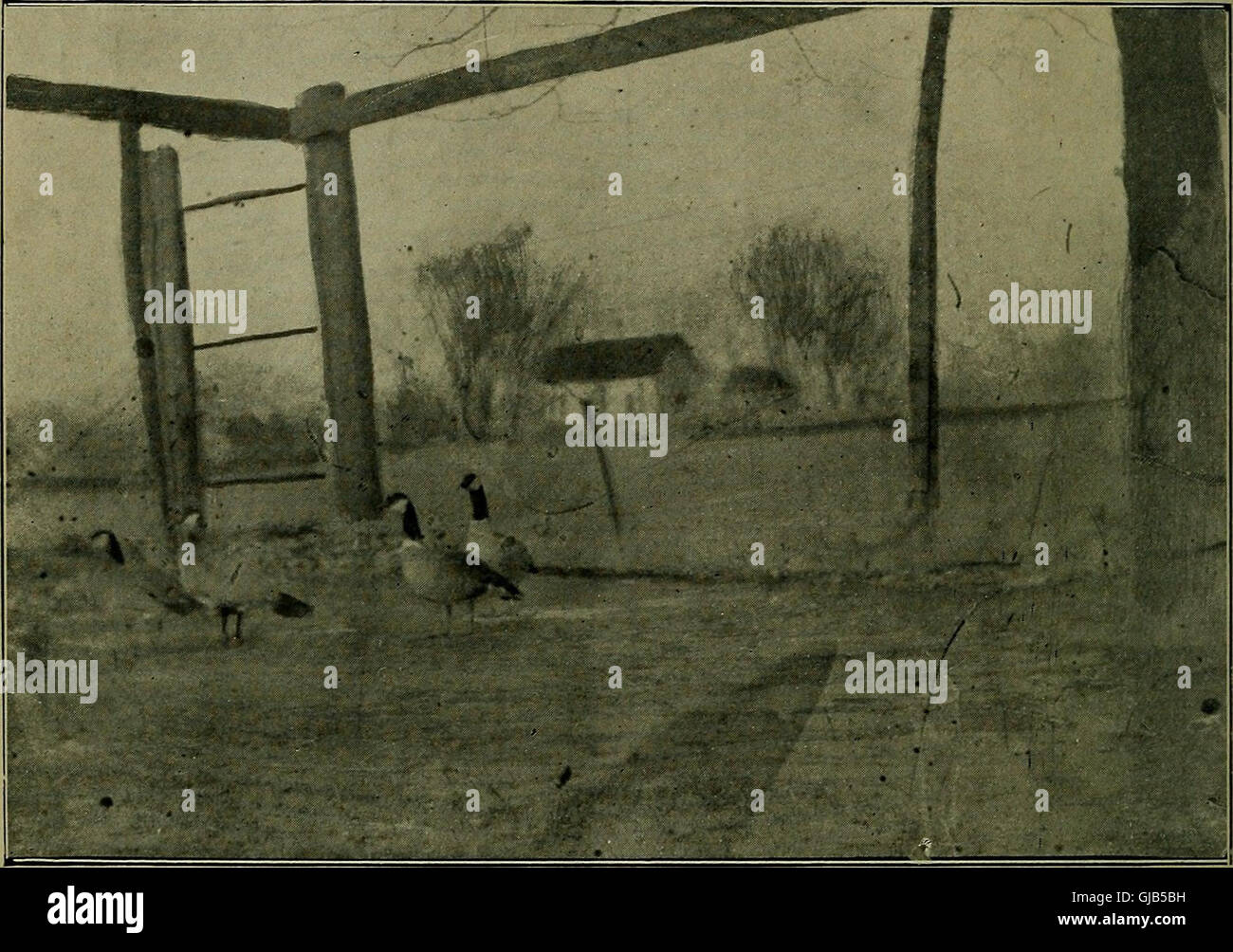 *The Oologist* (1911) is a guidebook for students of ornithology ...