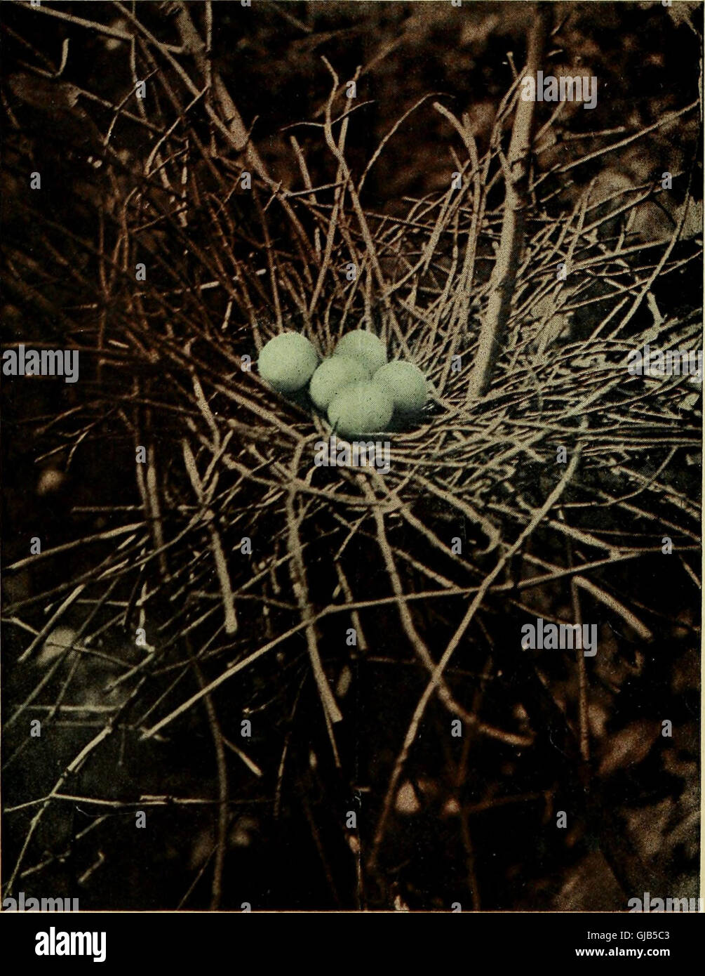 The OC3B6logist for the student of birds, their nests and eggs (1904 ...