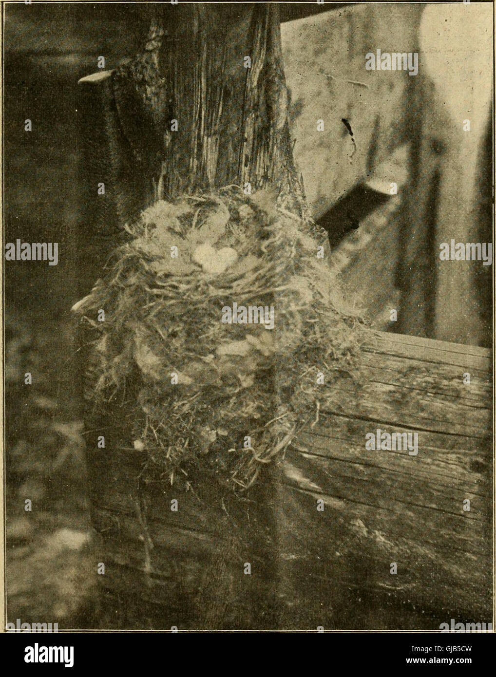'The OC3B6logist for the student of birds, their nests and eggs' (1906 ...