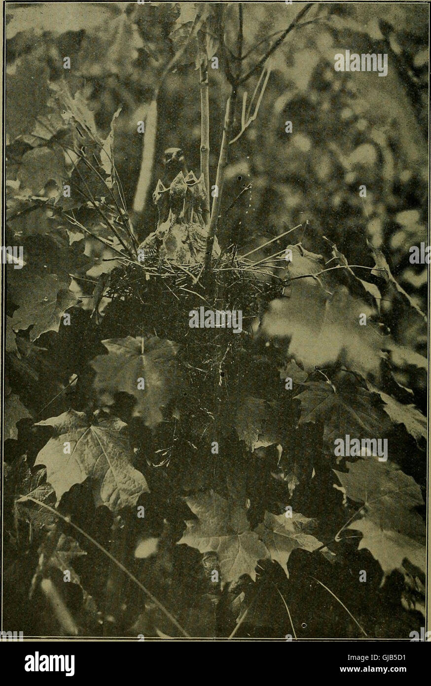 The OC3B6logist for the student of birds, their nests and eggs (1913 ...