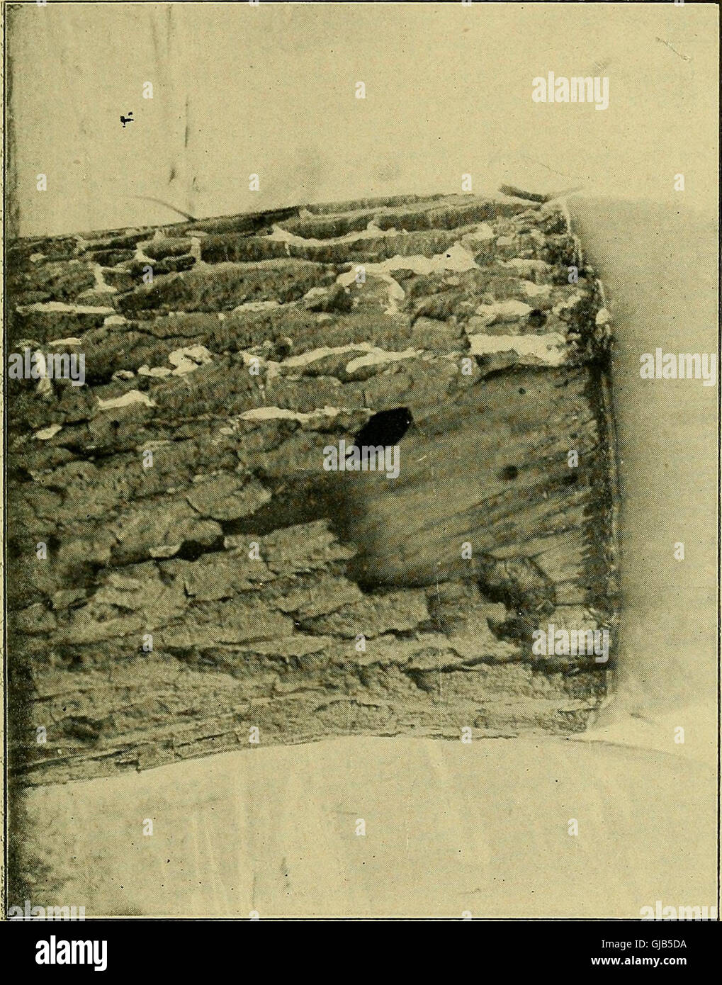 'The Oologist for the Student of Birds, Their Nests and Eggs' (1914) is ...