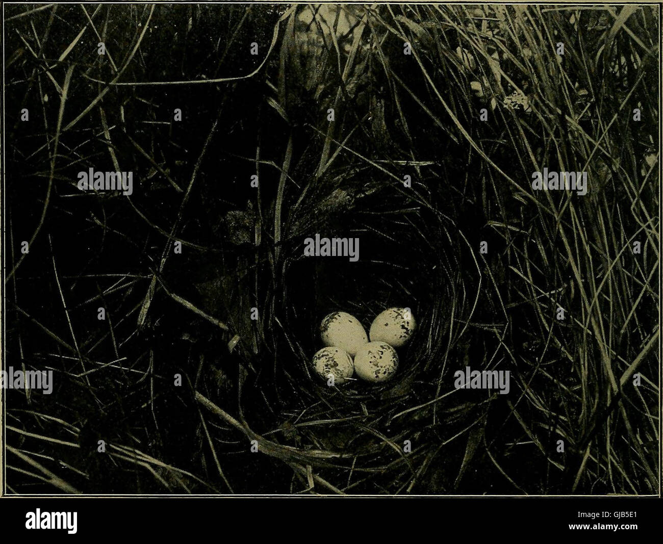 'The Oologist for the Student of Birds, Their Nests and Eggs' (1913) is ...