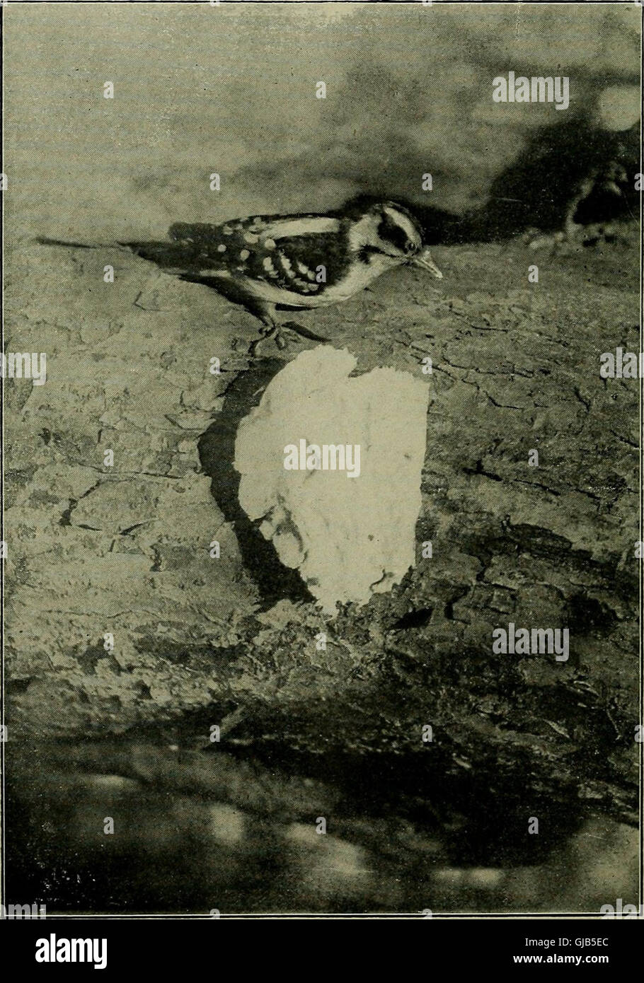 The Oologist for the student of birds, their nests, and eggs, published ...