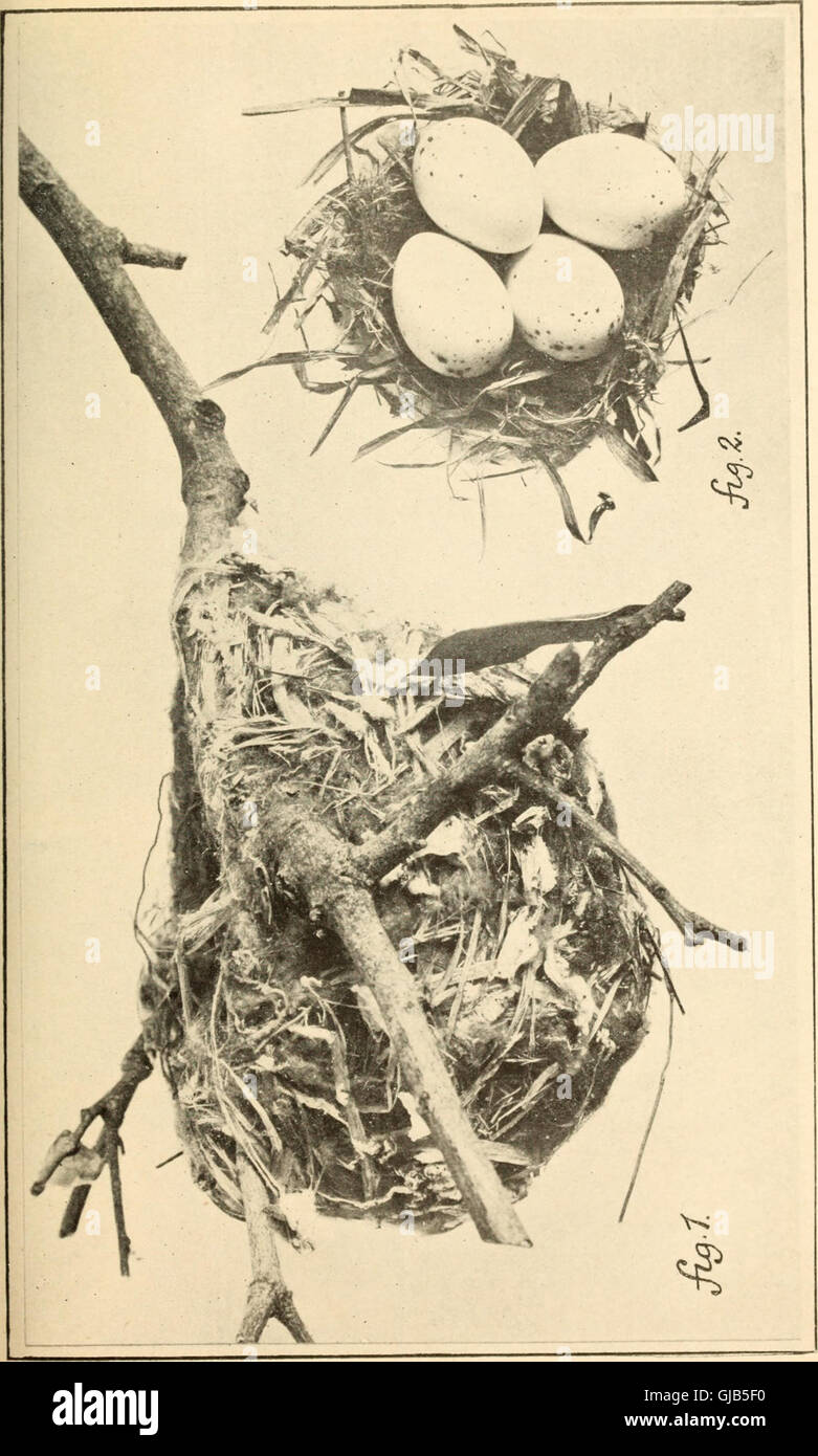 'The Oecologist for the Student of Birds, Their Nests and Eggs' (1916 ...