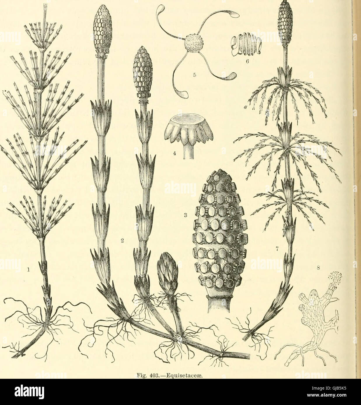 The natural history of plants, their forms, growth, reproduction, and ...