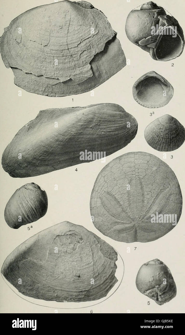 This 1909 work explores the paleontological findings in the Coalinga ...