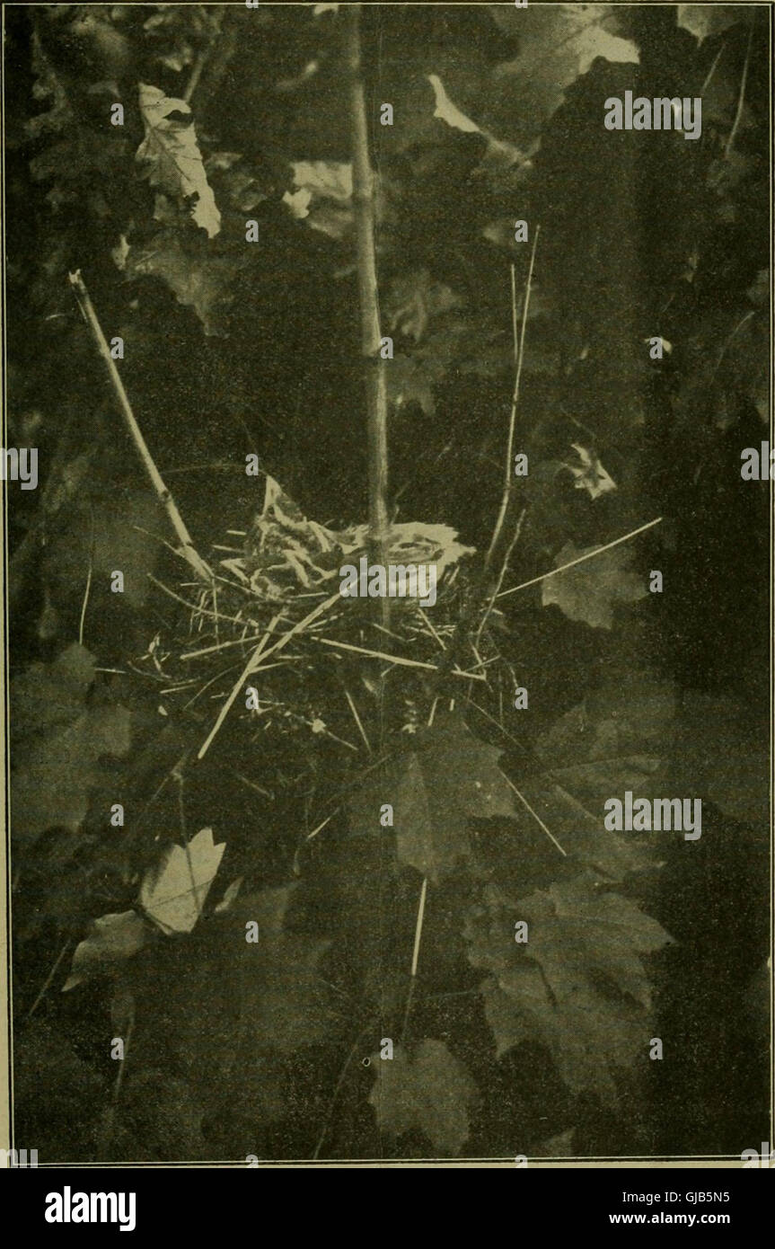 The OC3B6logist for the student of birds, their nests and eggs (1913 ...