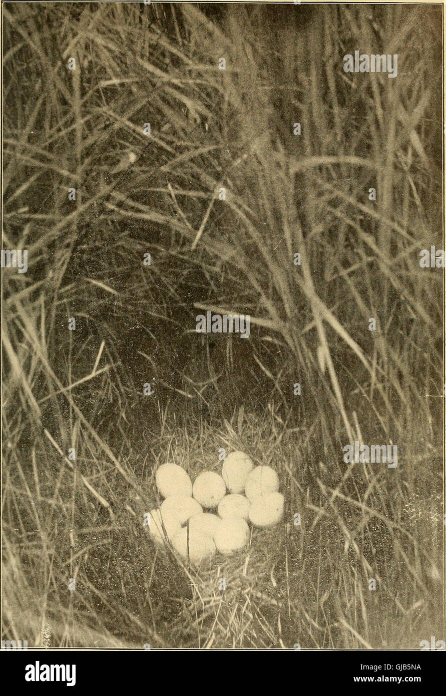 *The Oecologist* (1909) is a guidebook for students of ornithology ...