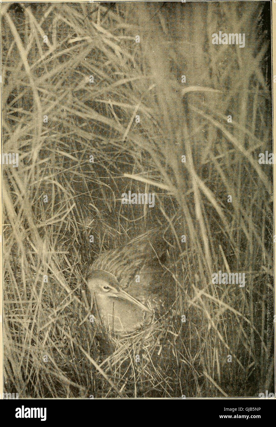 The 1909 'Oécologist' is a reference guide for students of ornithology ...