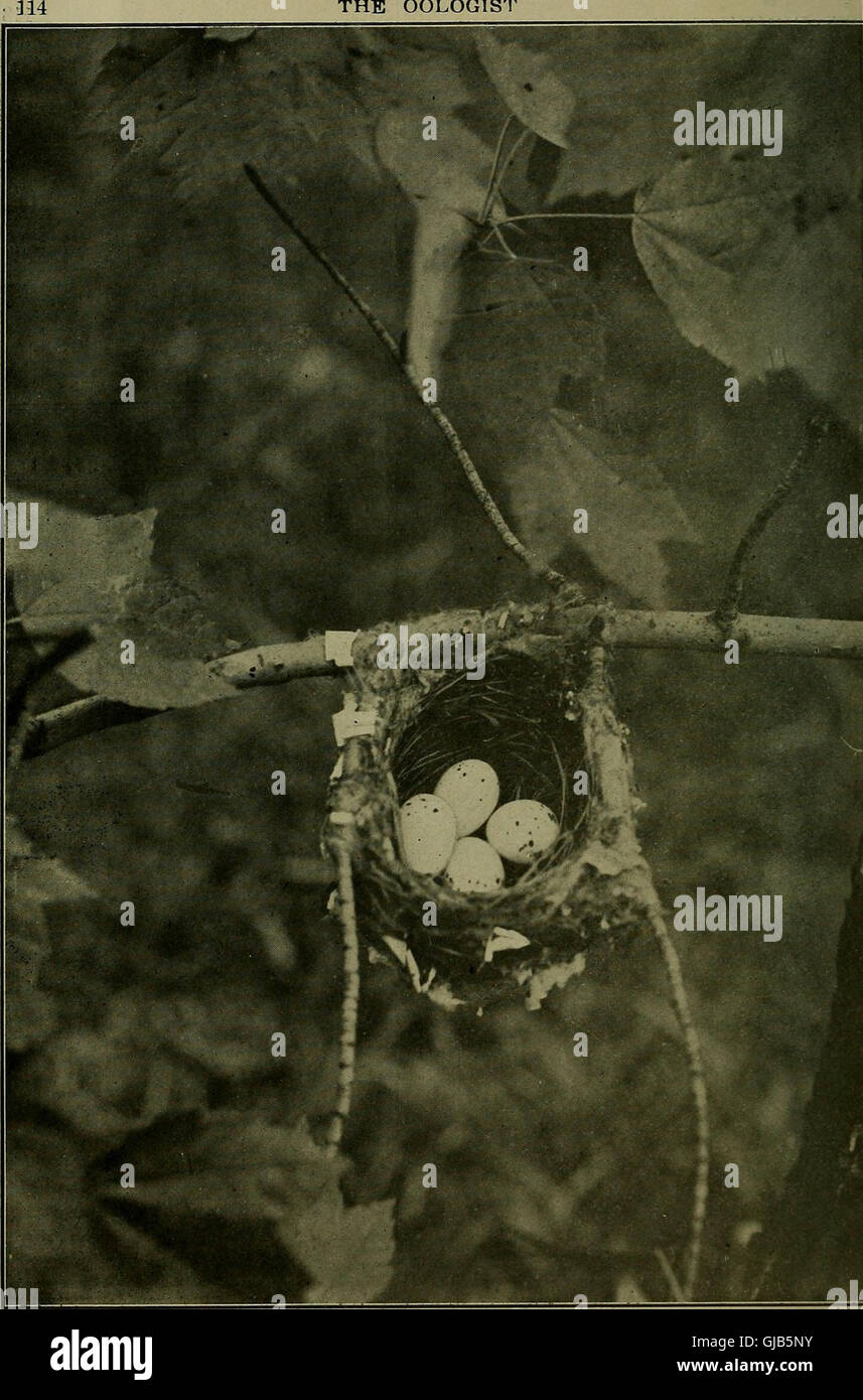 The OC3B6logist for the student of birds, their nests and eggs (1913 ...