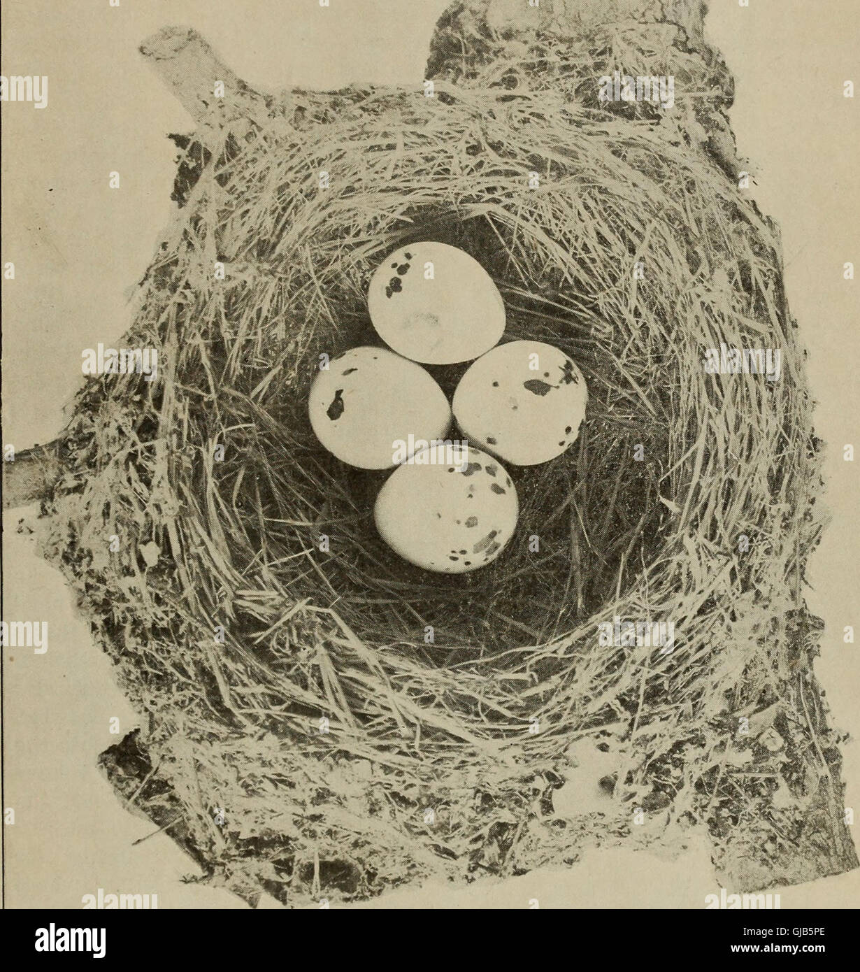 'The Oecologist for the Student of Birds, Their Nests and Eggs' (1917 ...