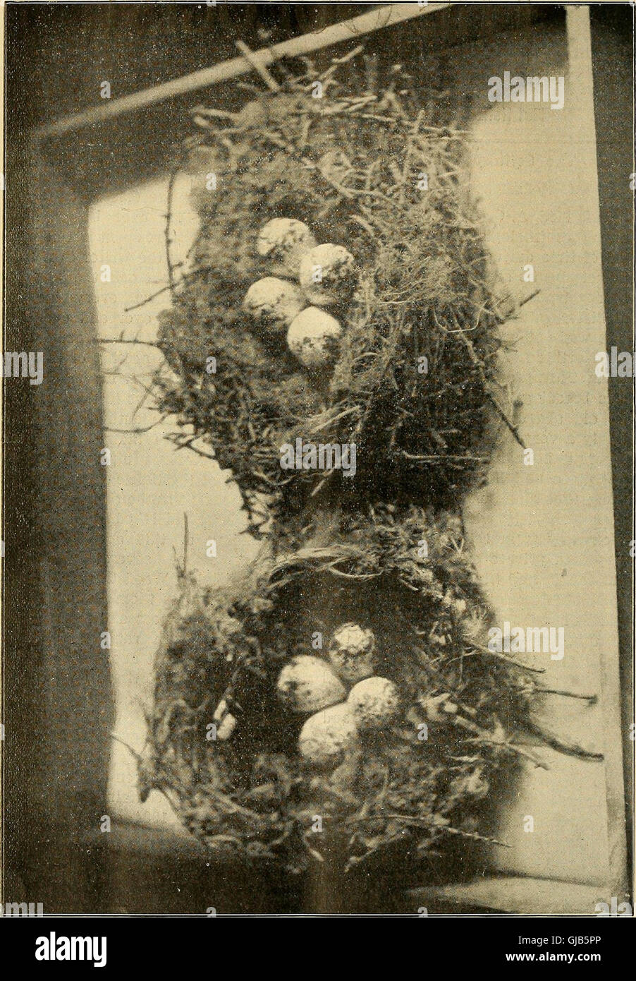 'The Oologist' (1909) serves as a guide for students of birds, focusing ...