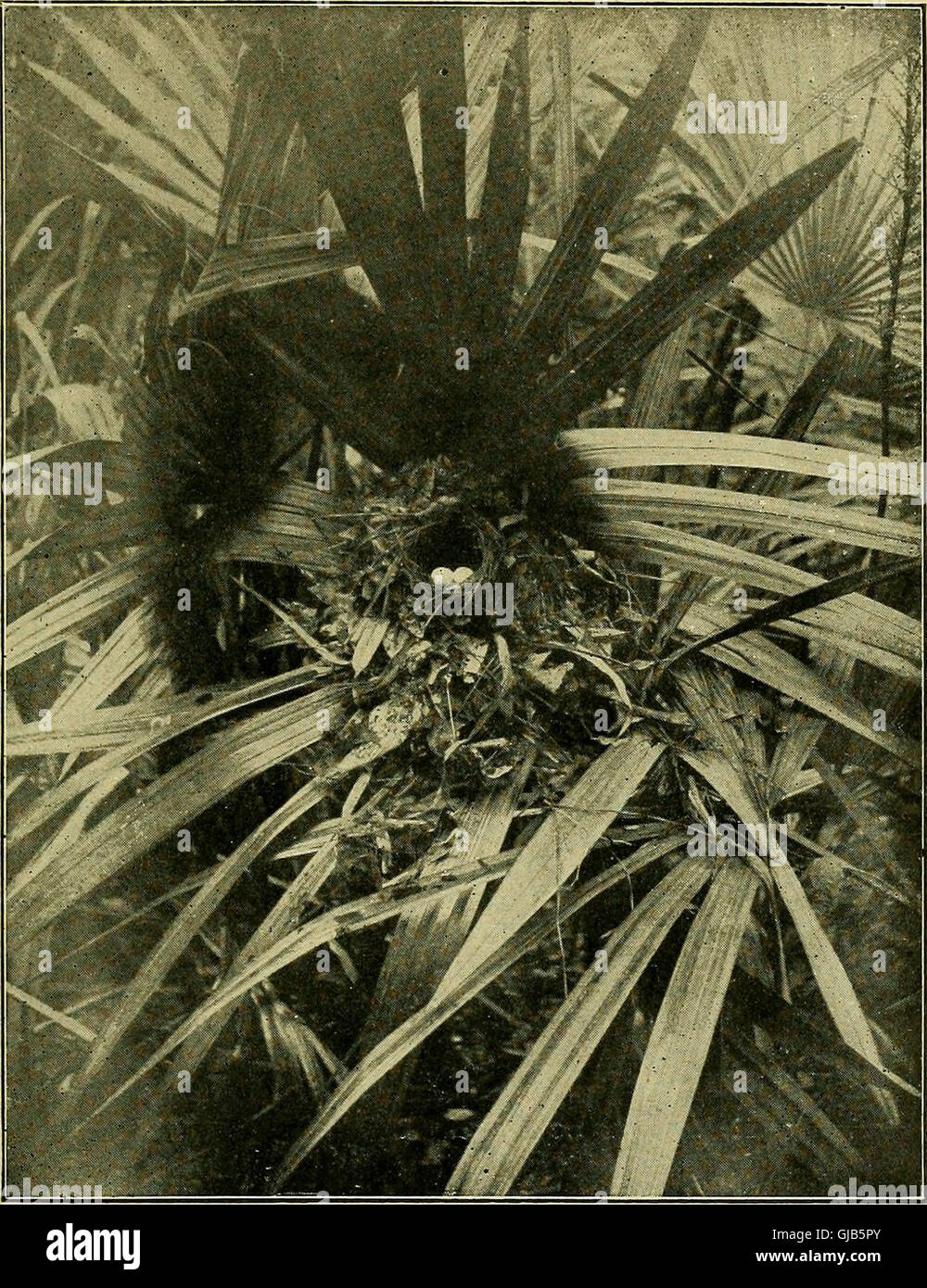 'The Oologist' (1914) is a specialized guide for bird enthusiasts ...