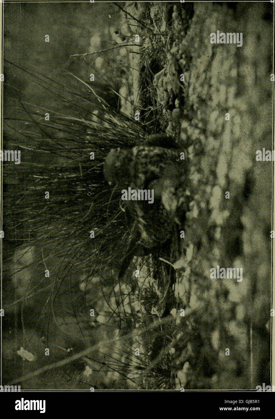The OC3B6logist for the student of birds, their nests and eggs (1913 ...