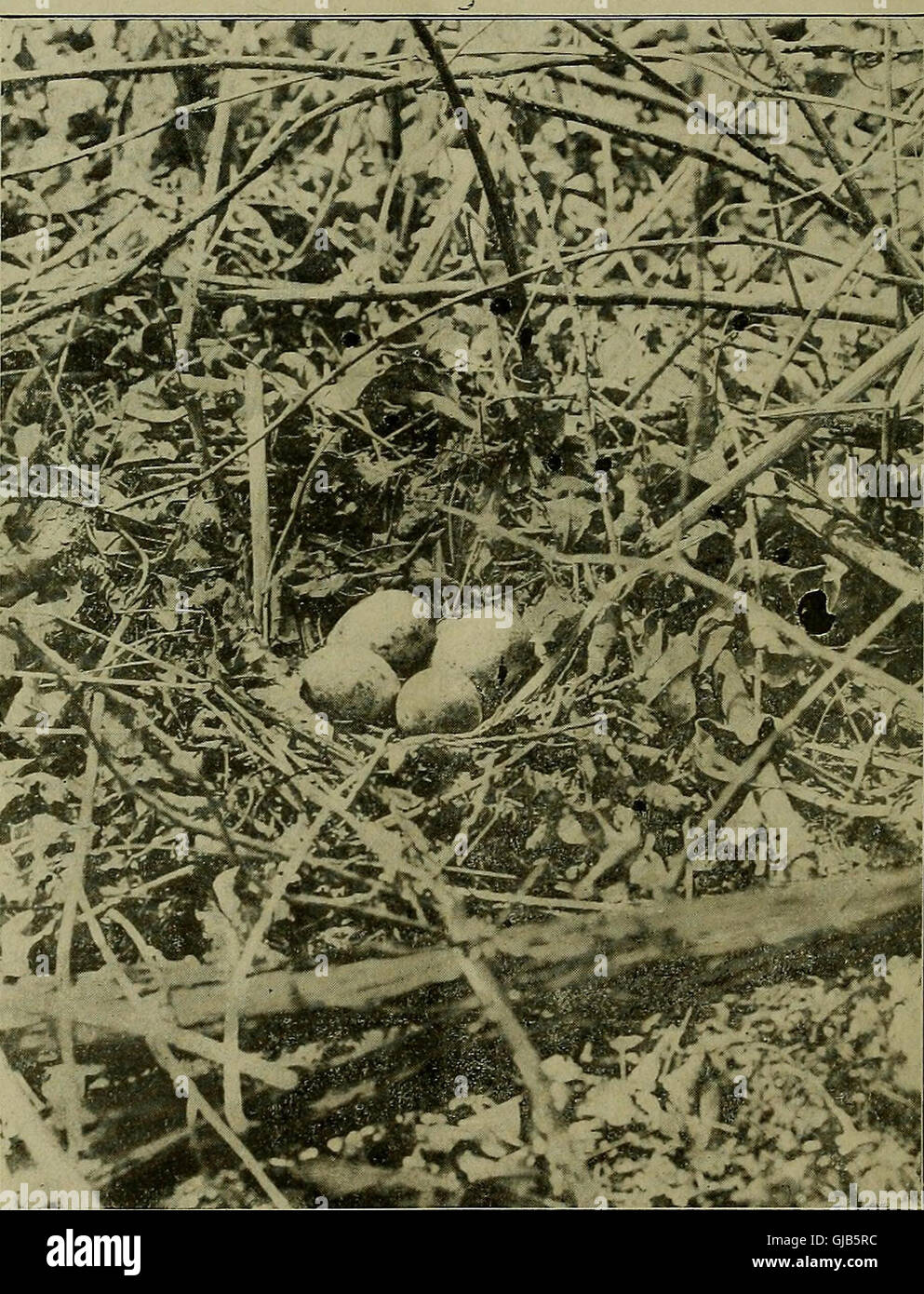 'The Oologist for the Student of Birds, Their Nests and Eggs' (1910) is ...