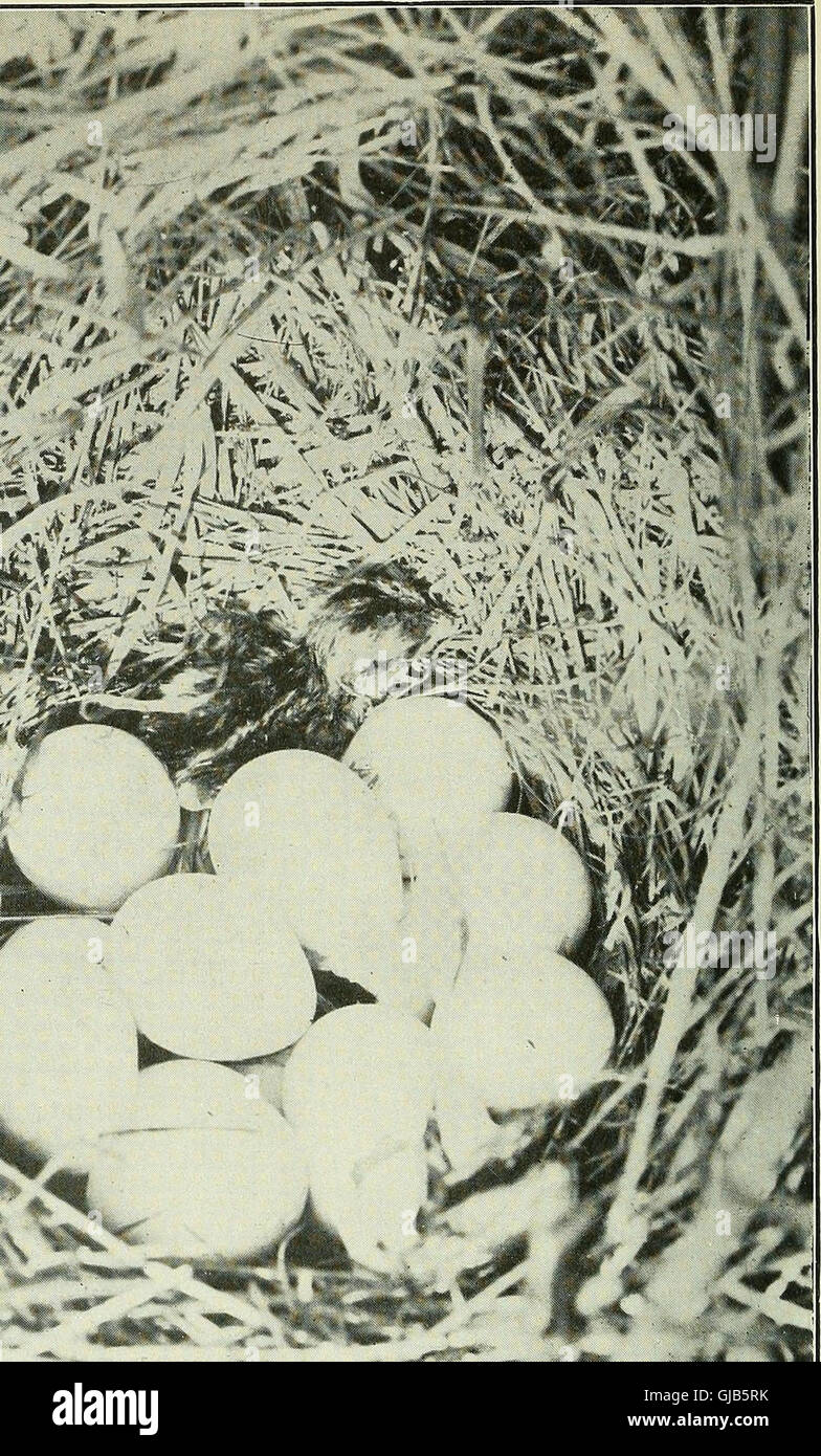 'The OEcologist for the Student of Birds, Their Nests and Eggs' (1915 ...