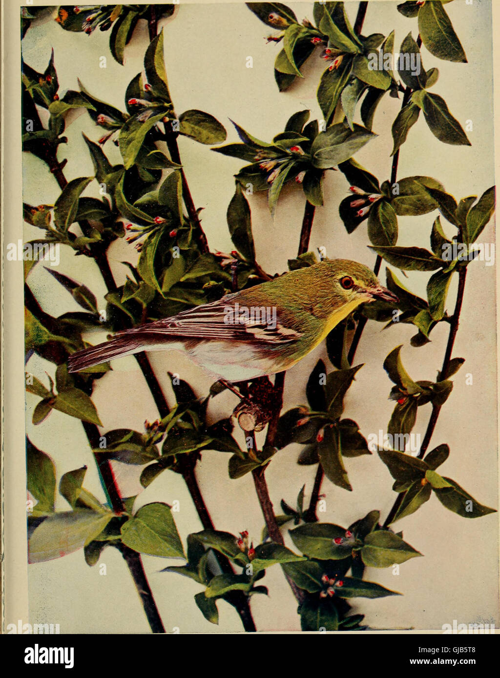 A 1904 publication focused on the study of birds and their natural ...