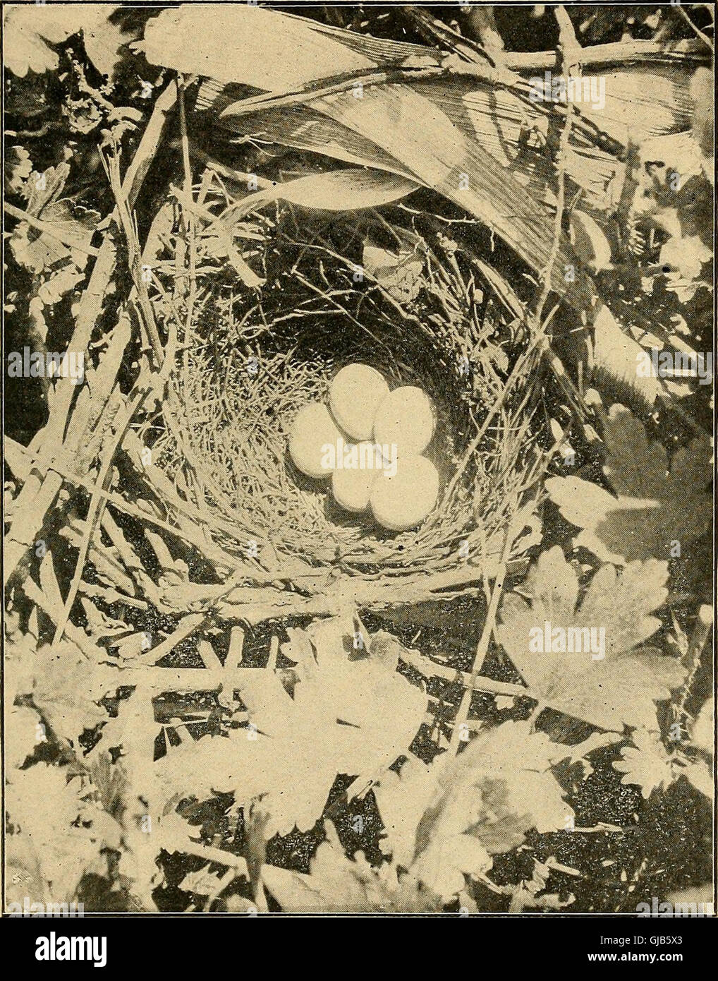 Published in 1909, this book serves as a guide for students studying ...