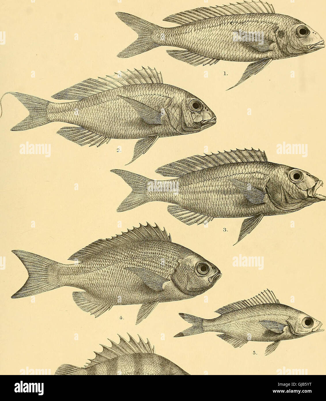 'The Fishes of India' (1875) provides a comprehensive natural history ...