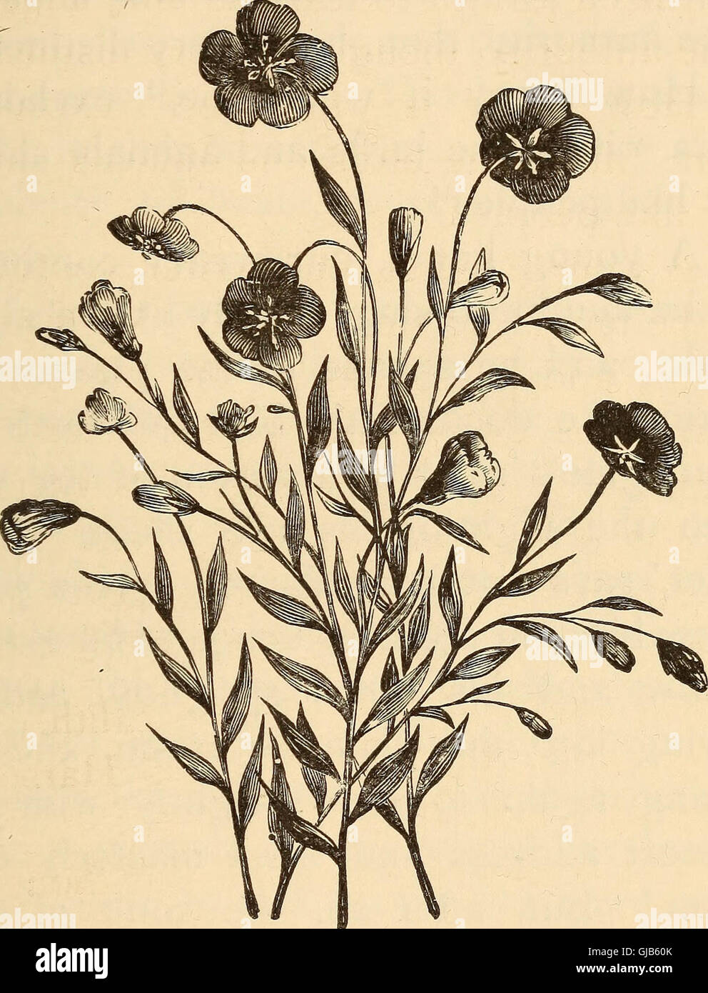 *Birds and Their Ways* (1883) offers a detailed study of bird behavior ...