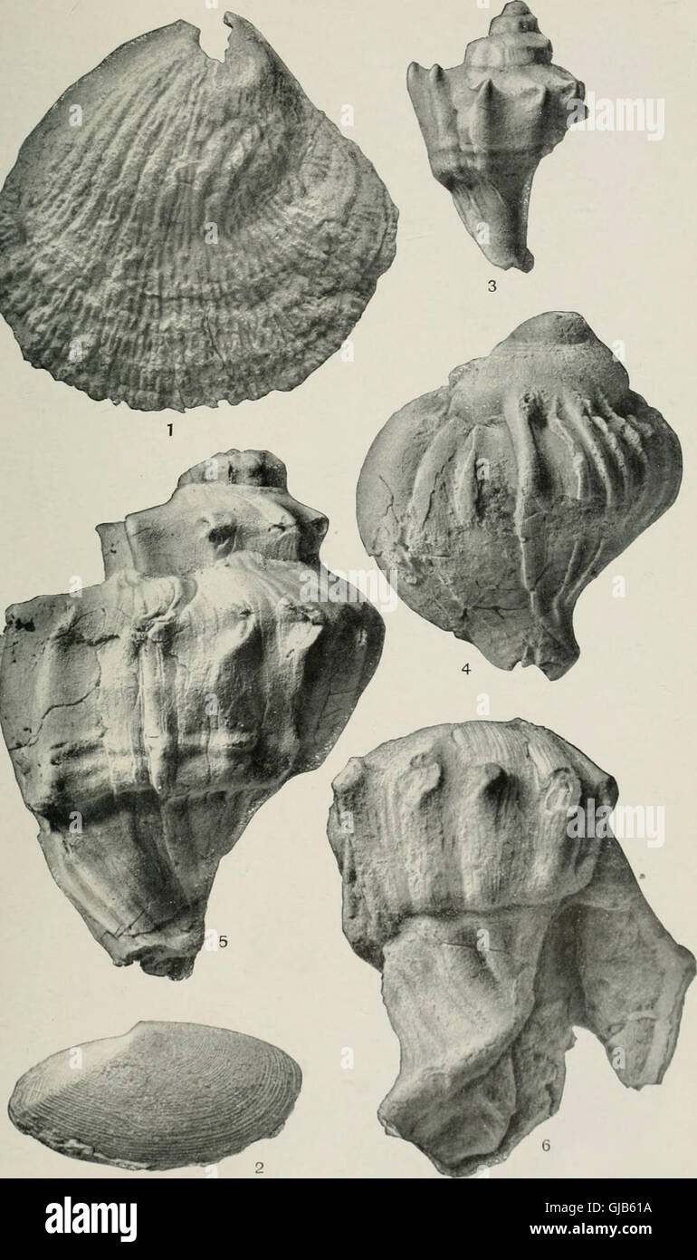 'Paleontology of the Coalinga District, Fresno and Kings Counties ...