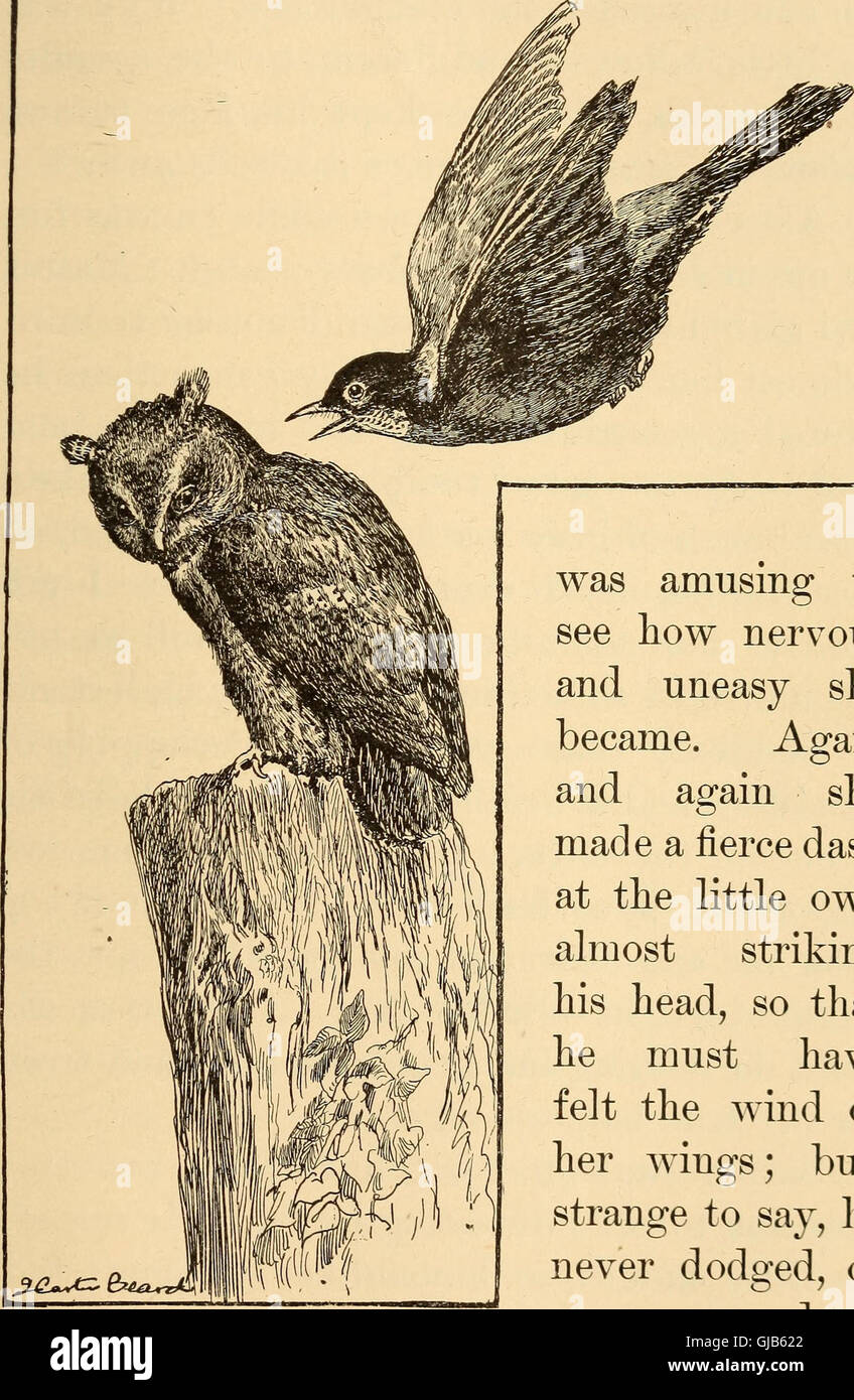 'News from the Birds' (1898) provides observations on bird species ...