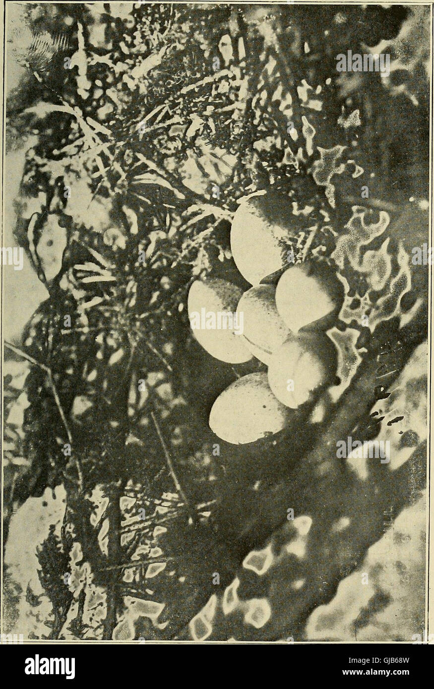 'The OC3B6logist' (1922) is a specialized guide for students studying ...