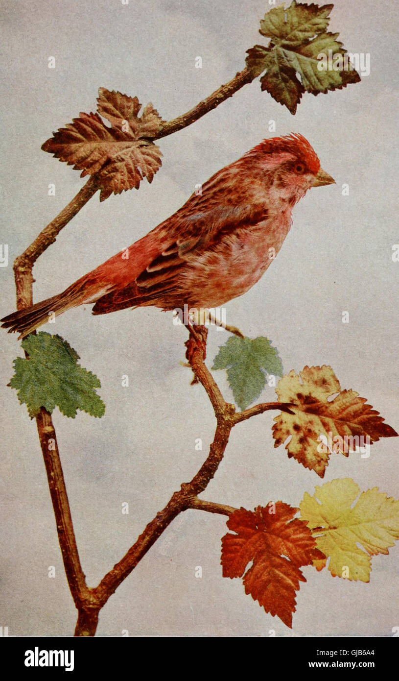 This book explores the interconnectedness of nature, showcasing birds ...