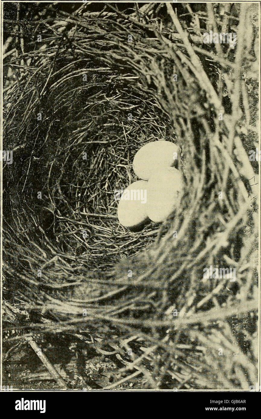 The OC3B6logist- for the student of birds, their nests and eggs (1922 ...