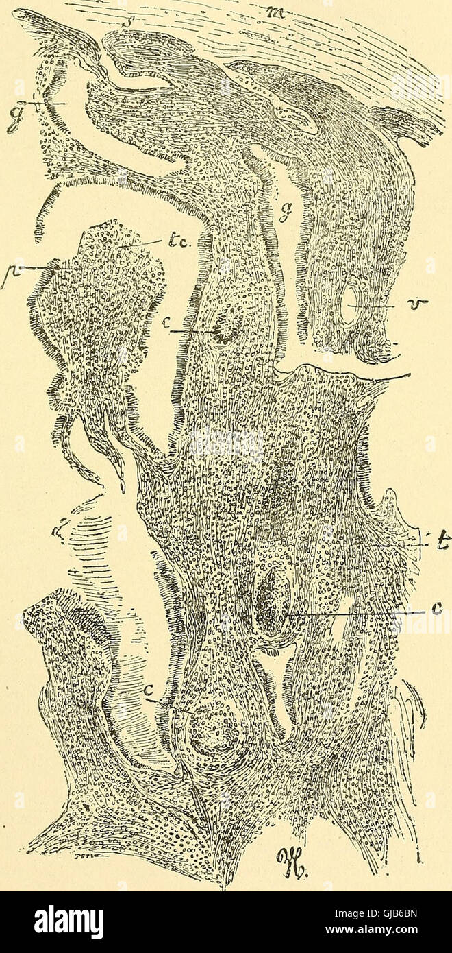 Gynaecology drawing hi-res stock photography and images - Alamy
