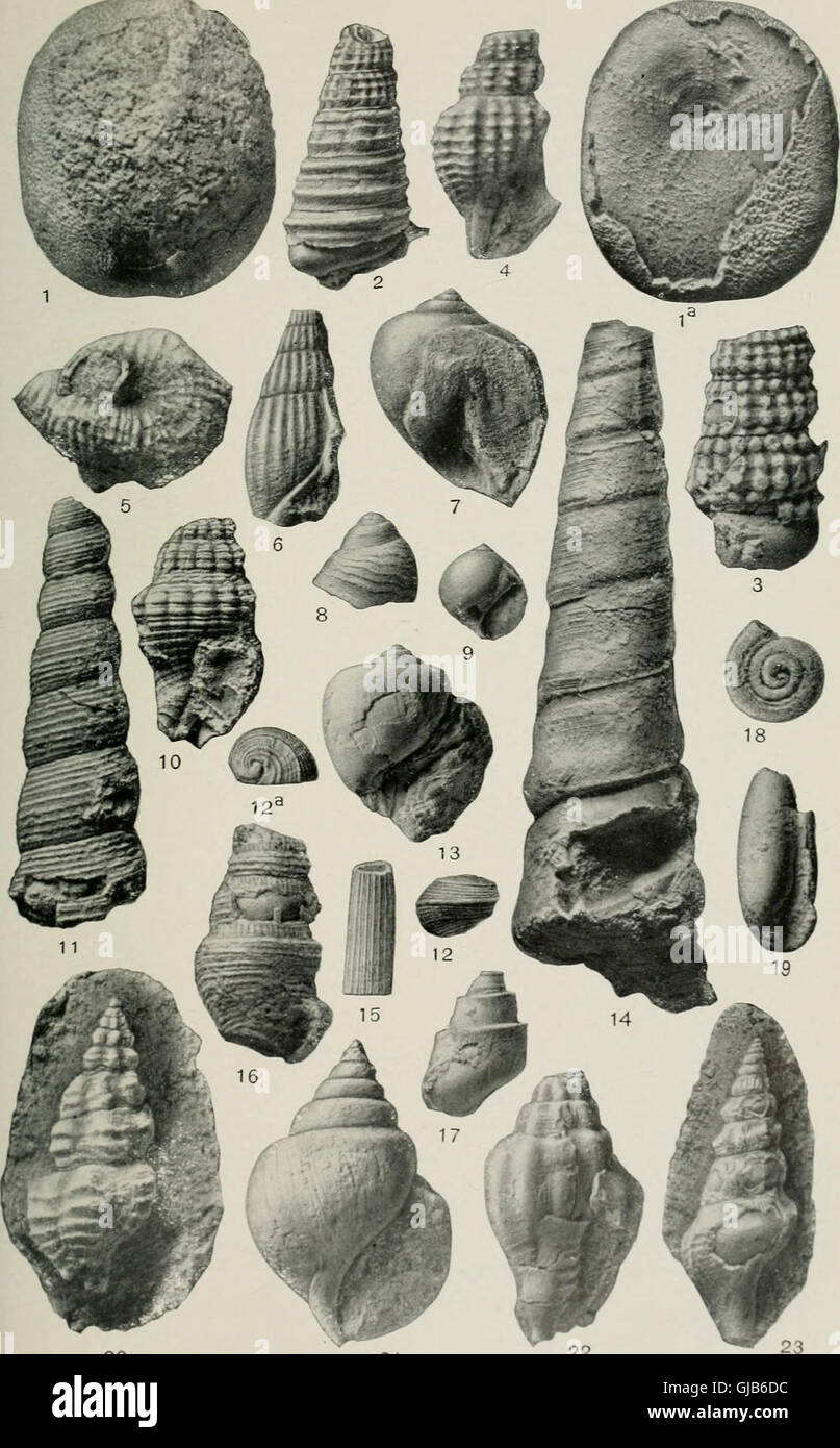 'Paleontology of the Coalinga District' (1909) examines the fossil ...