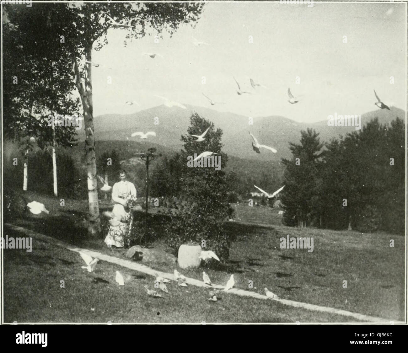 'Bird-lore' (1901) is a publication focusing on bird species in North ...