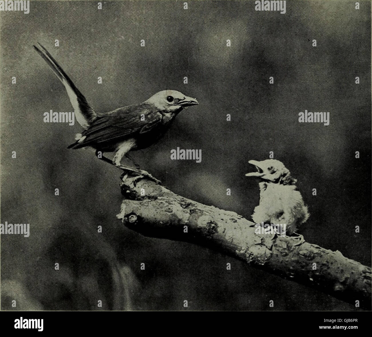 The 1916 'Audubon Annual Bulletin' provides updates on bird ...