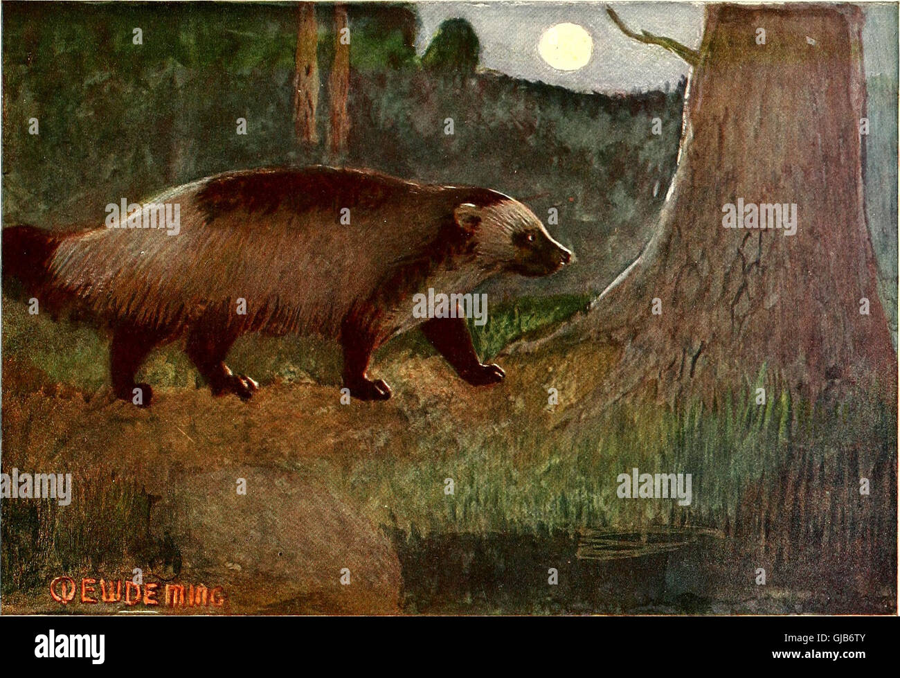 This 1916 book provides an overview of American wildlife, detailing the ...