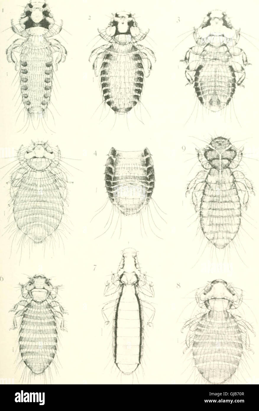 This 1899 study details Mallophaga, or bird lice, collected from birds ...