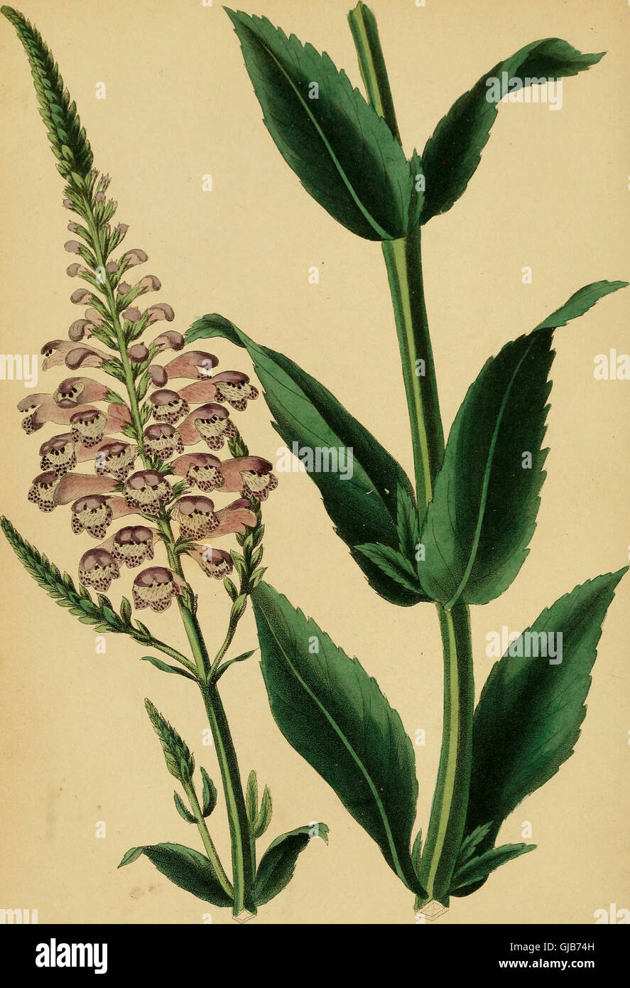 'Paxton's Magazine of Botany' (1838) is a botanical journal that ...