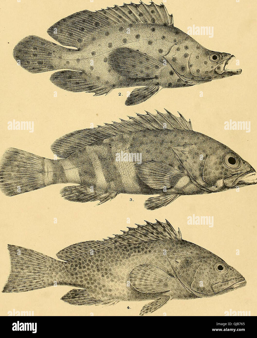 First published in 1875, 'The Fishes of India' presents a detailed ...