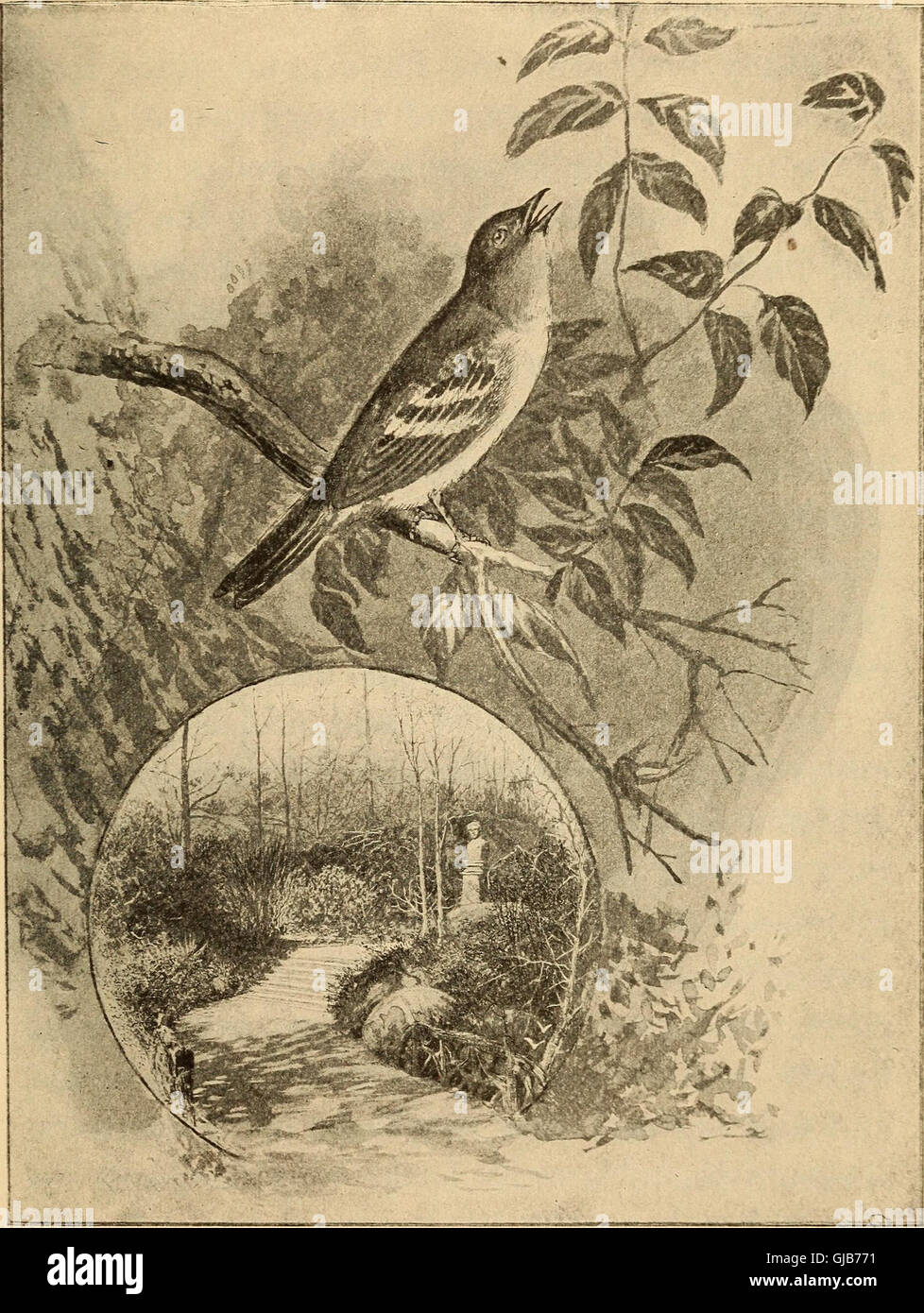 'News from the Birds' (1898) provides observations and reports on bird ...