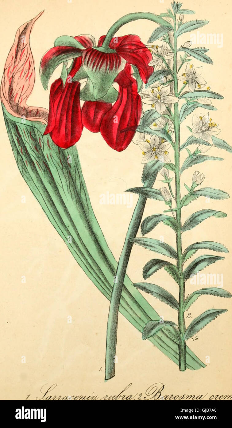 *The American Flora* is a comprehensive work detailing the plants and ...