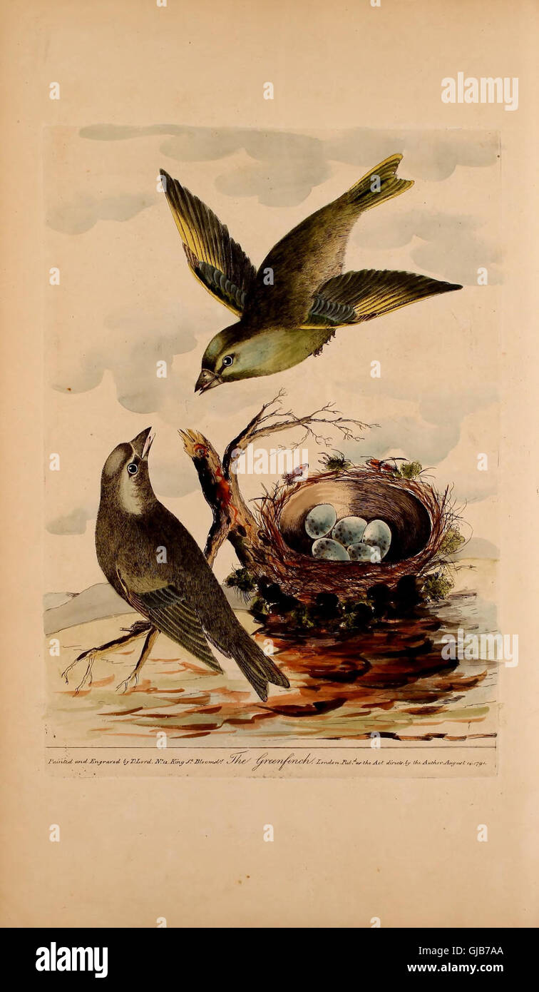 Lord’s work offers a comprehensive account of British bird species ...