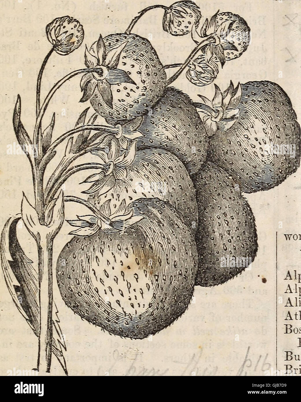 This 1866 catalogue lists small fruits and related plants available for ...